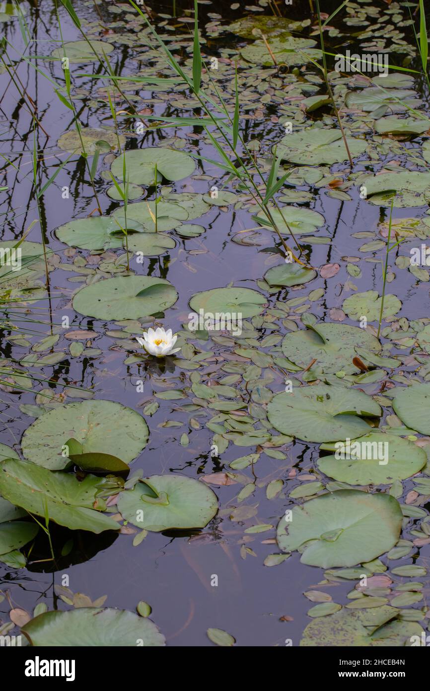 Still or stagnant freshwater with spring emergent surface emergent ...