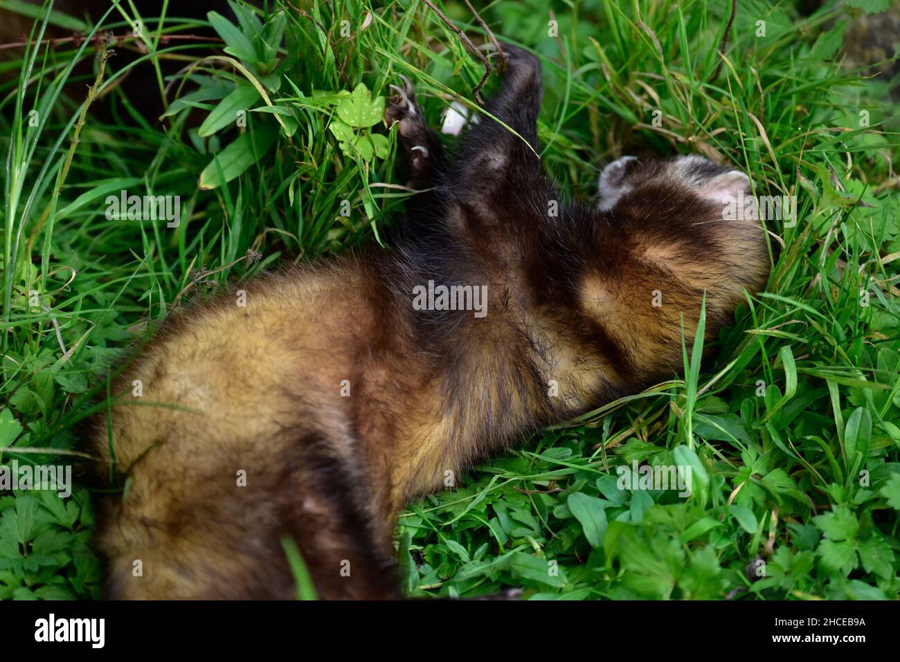 Iltisse.Mustela putorius.European polecat Stock Photo - Alamy