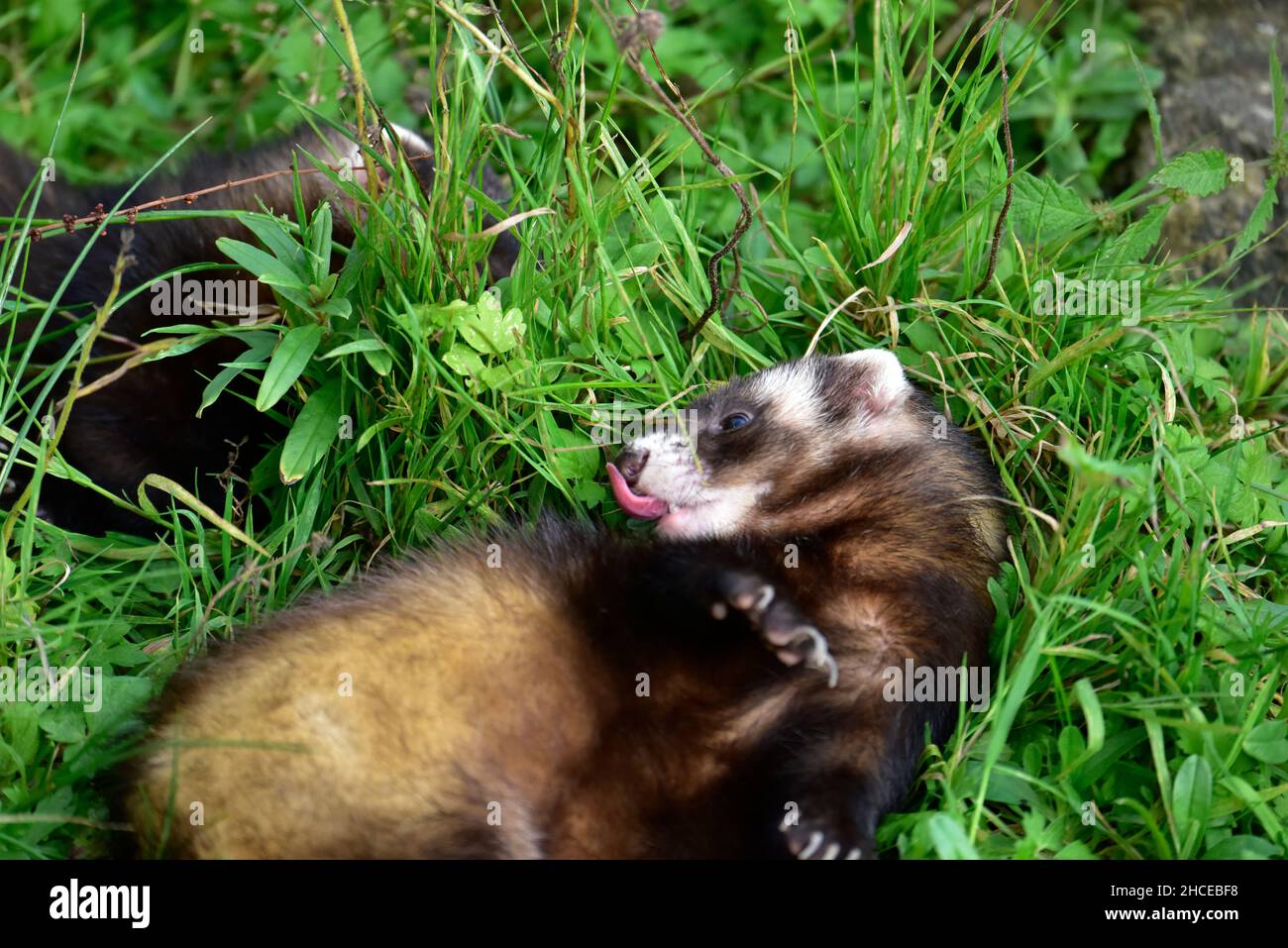 Iltisse.Mustela putorius.European polecat Stock Photo - Alamy