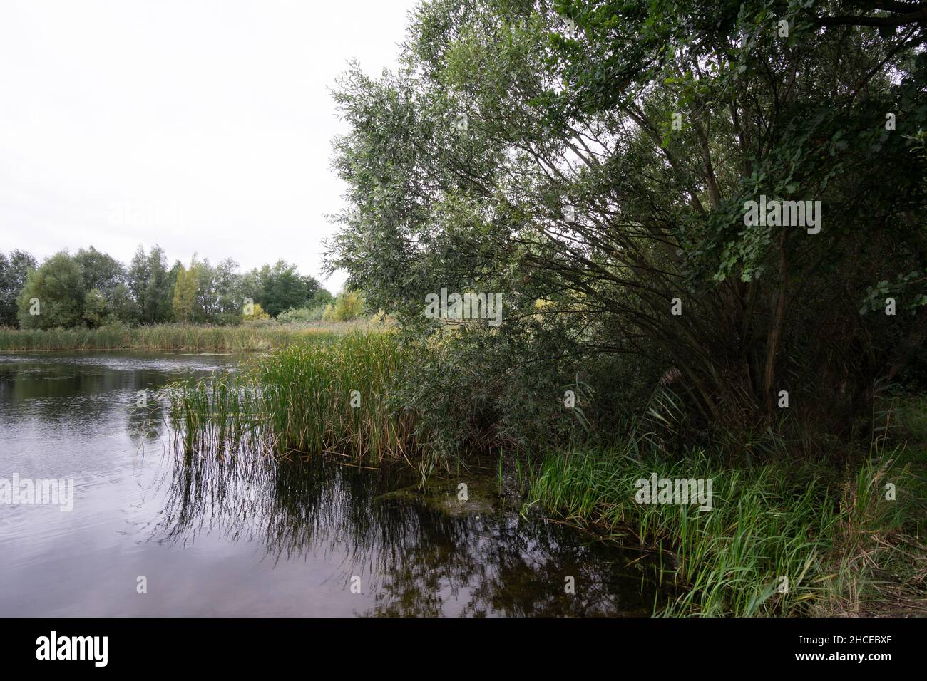 River surrounded by greenery Stock Photo - Alamy