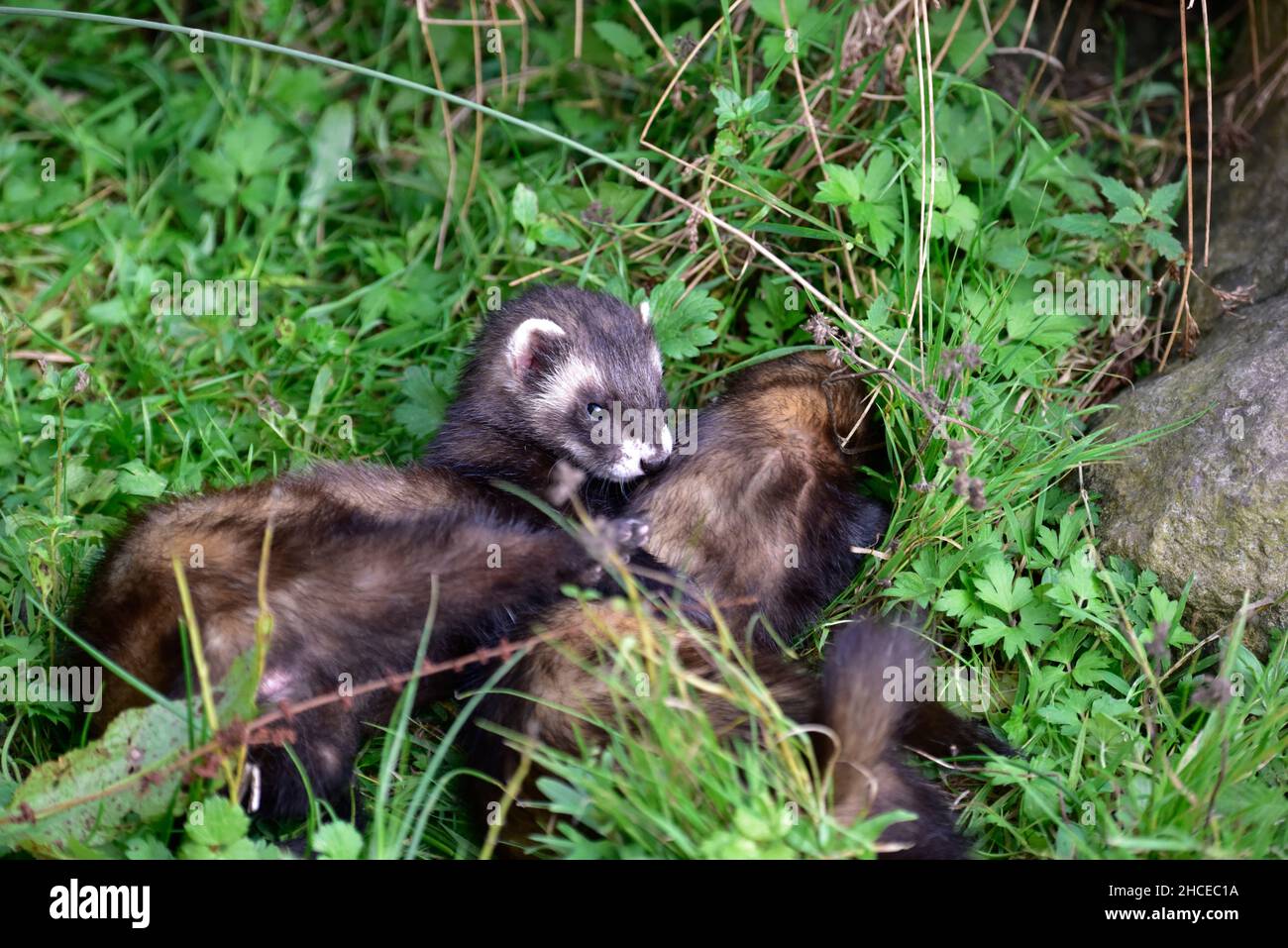 Iltisse.Mustela putorius.European polecat Stock Photo - Alamy