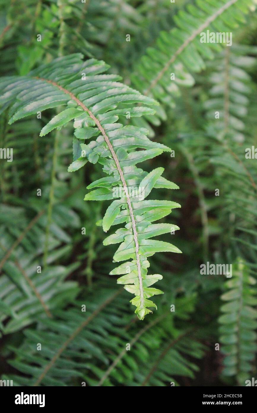 Bright green ferns growing in the summer meadow under the beautiful sun ...