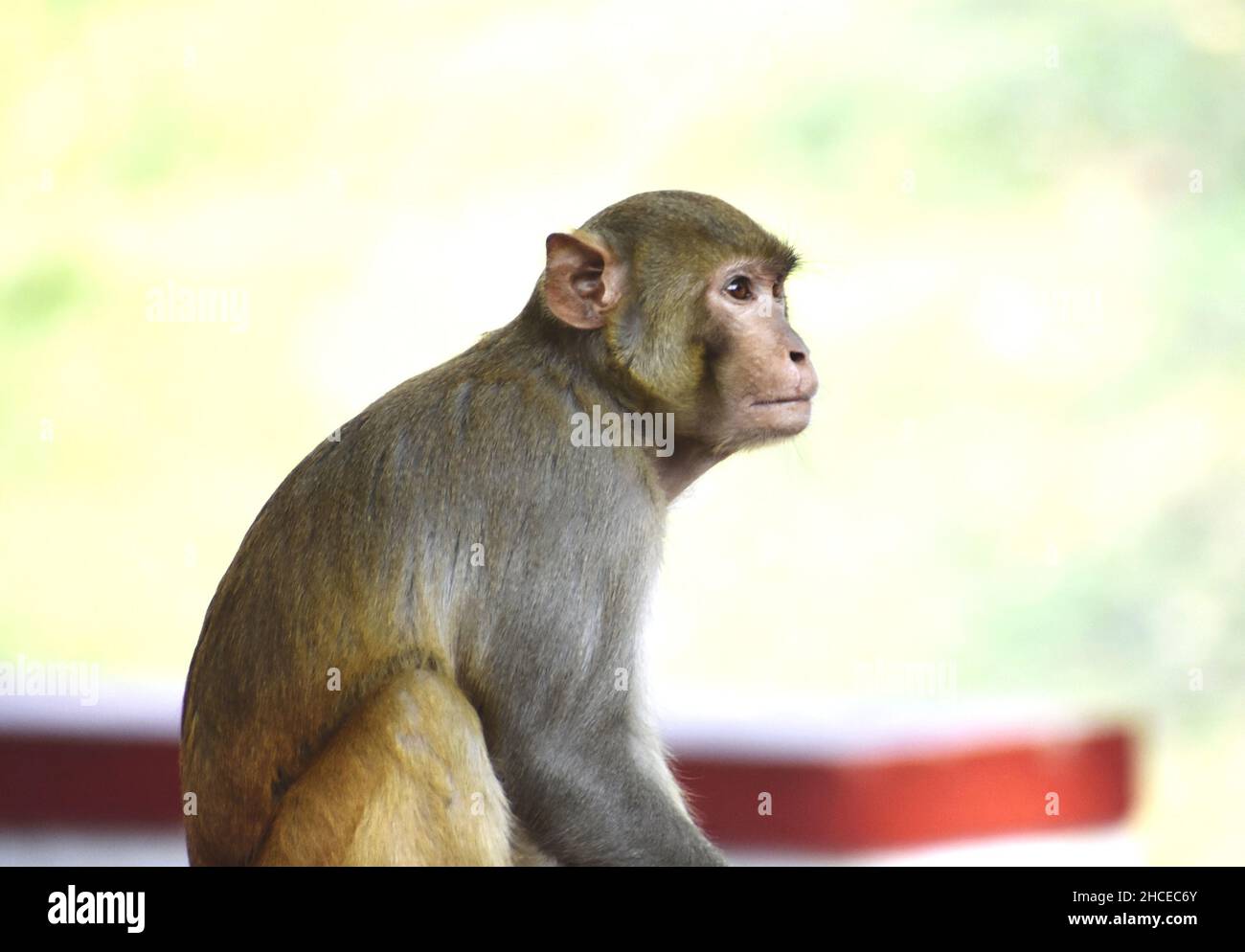 Monkey trouble hi-res stock photography and images - Alamy