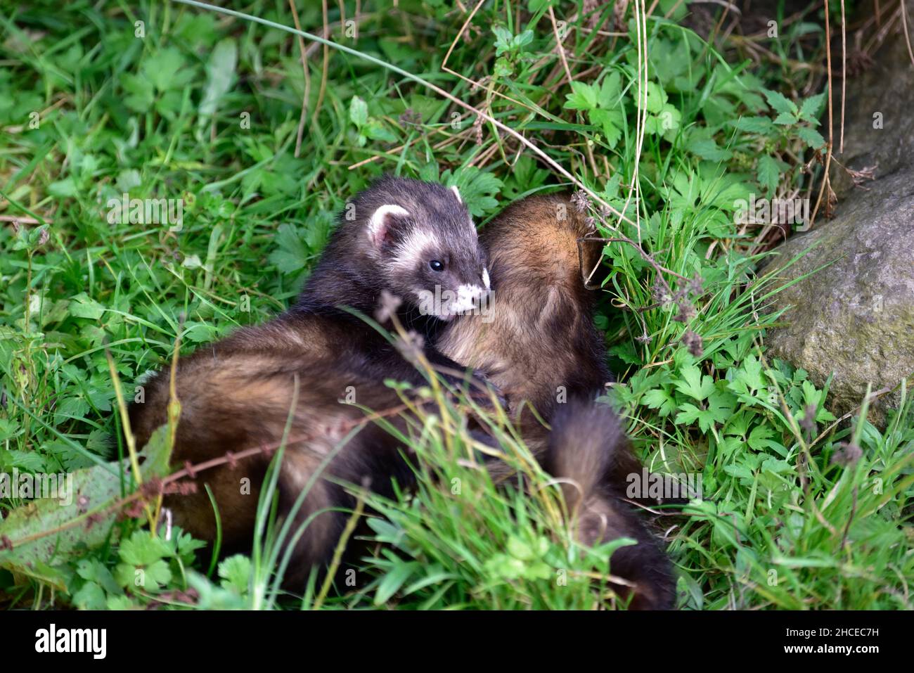 Iltisse.Mustela putorius.European polecat Stock Photo - Alamy