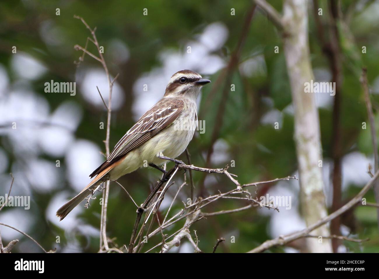 Variegated flycatcher hi-res stock photography and images - Alamy