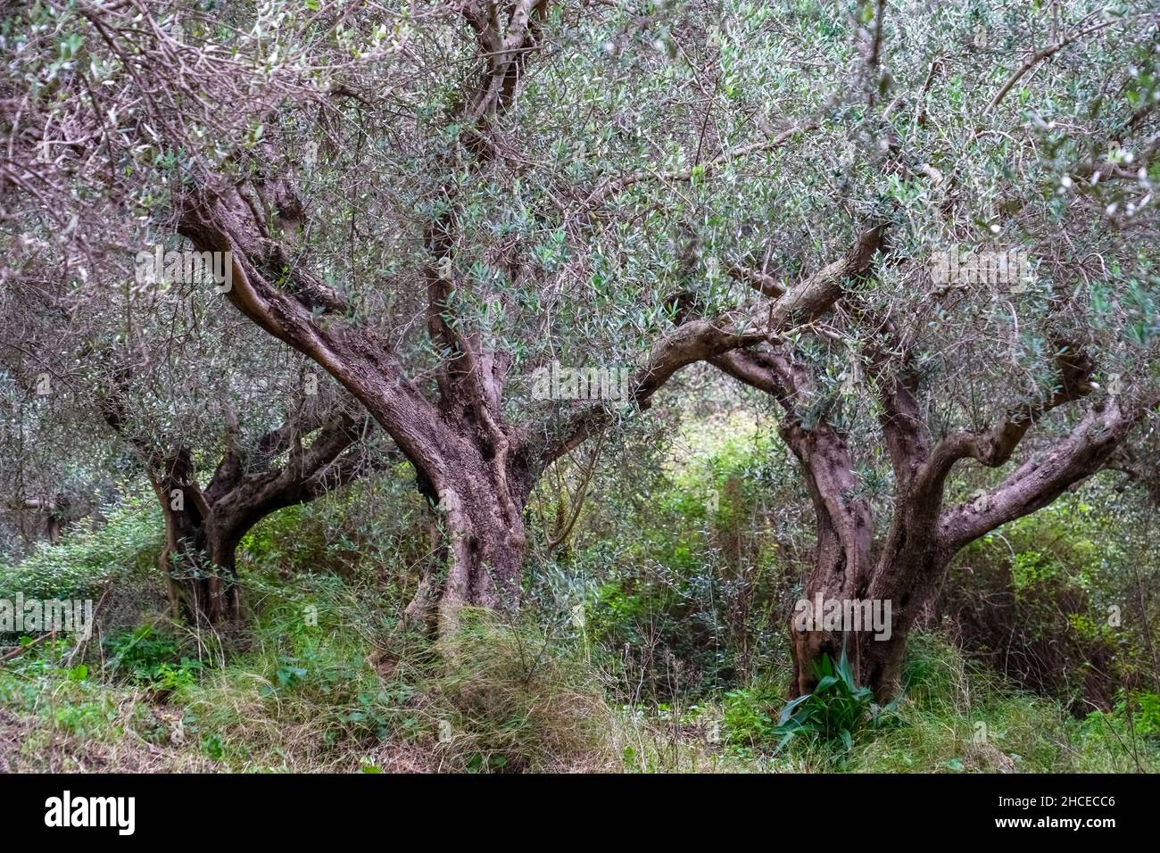 Agricultural landscape crete island hi-res stock photography and images ...