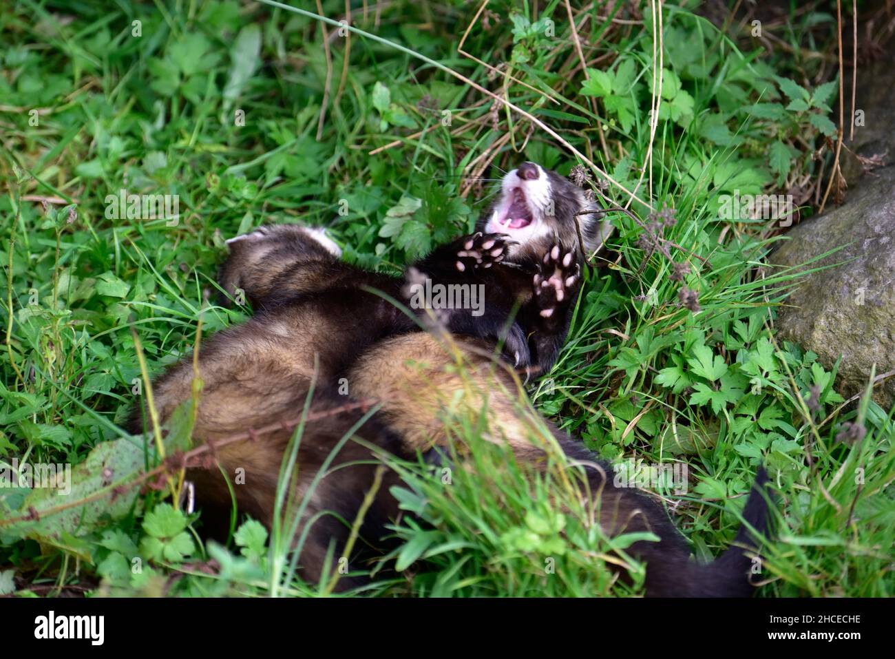 Iltisse.Mustela putorius.European polecat Stock Photo - Alamy