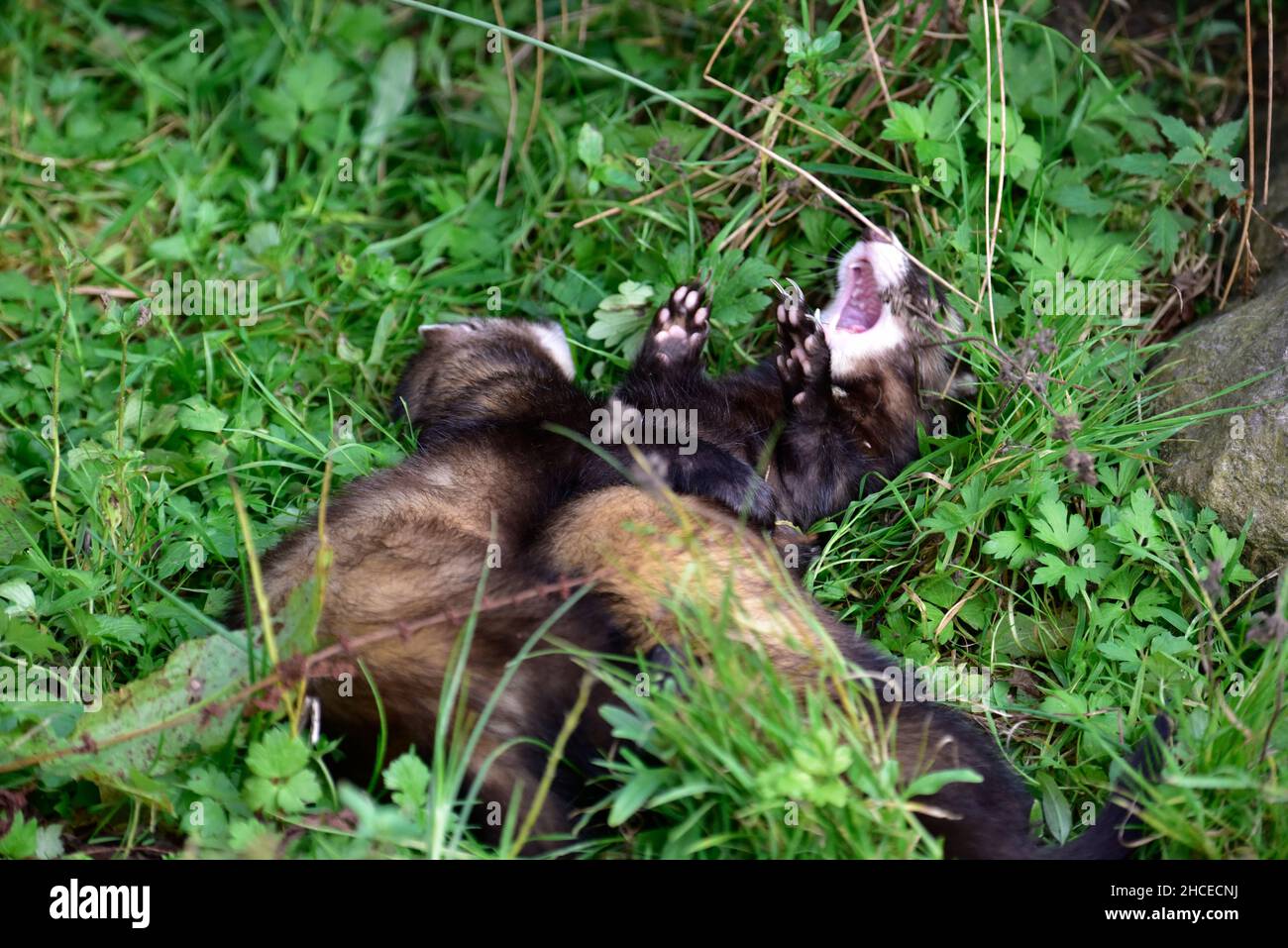 Iltisse.Mustela putorius.European polecat Stock Photo - Alamy
