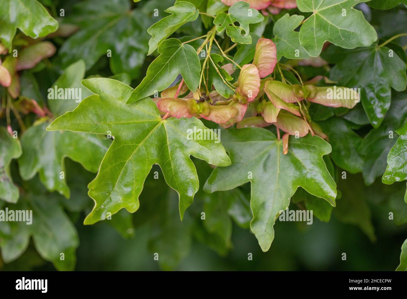 Developing lobes hi-res stock photography and images - Alamy