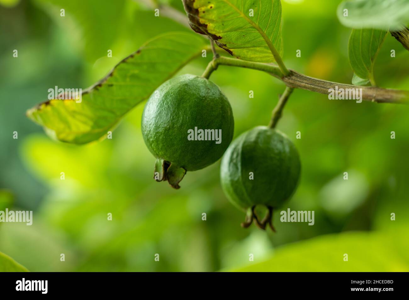 Thai guavas are generally the size of a softball with apple green skin ...