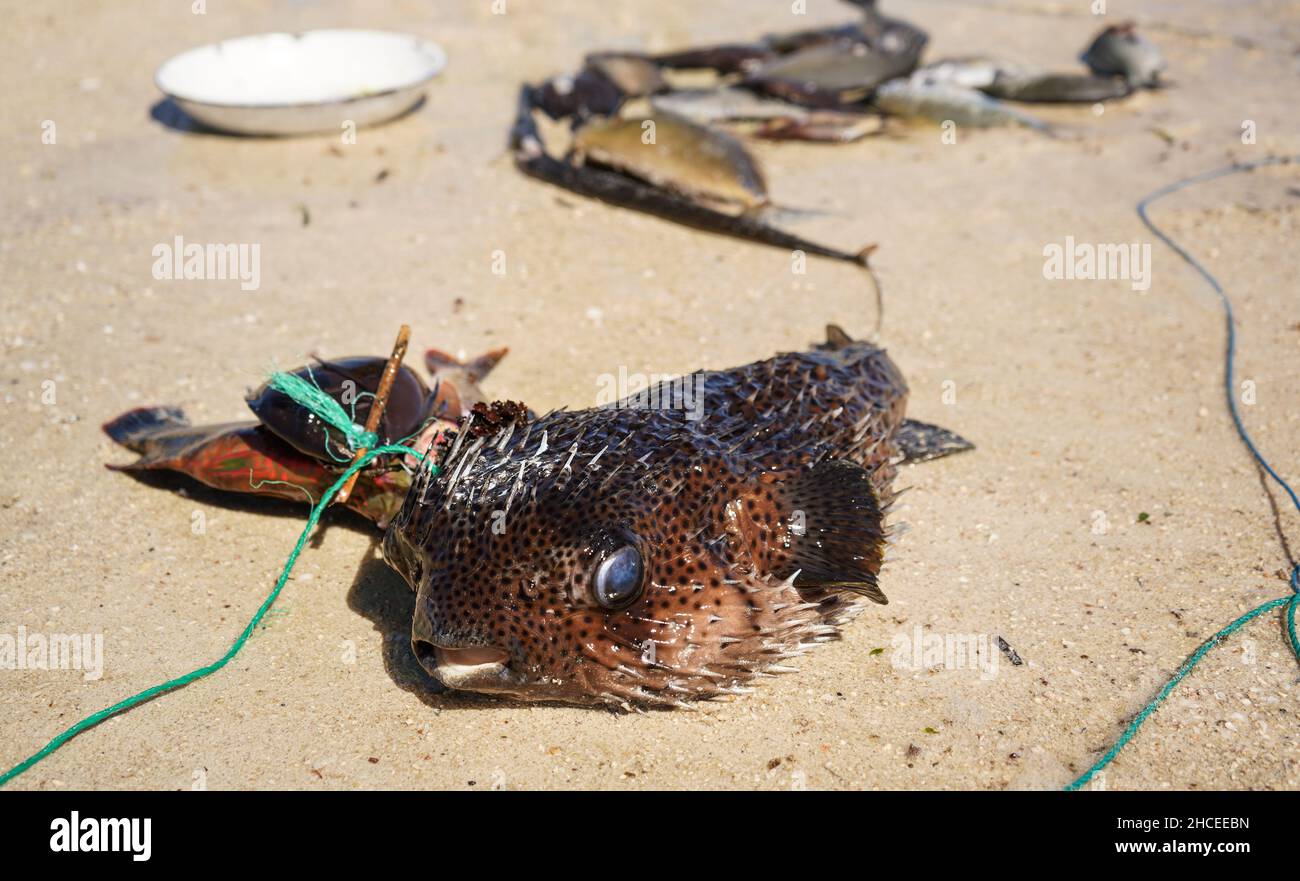 Freshly caught pufferfish on rocky beach, more fish catch in background ...