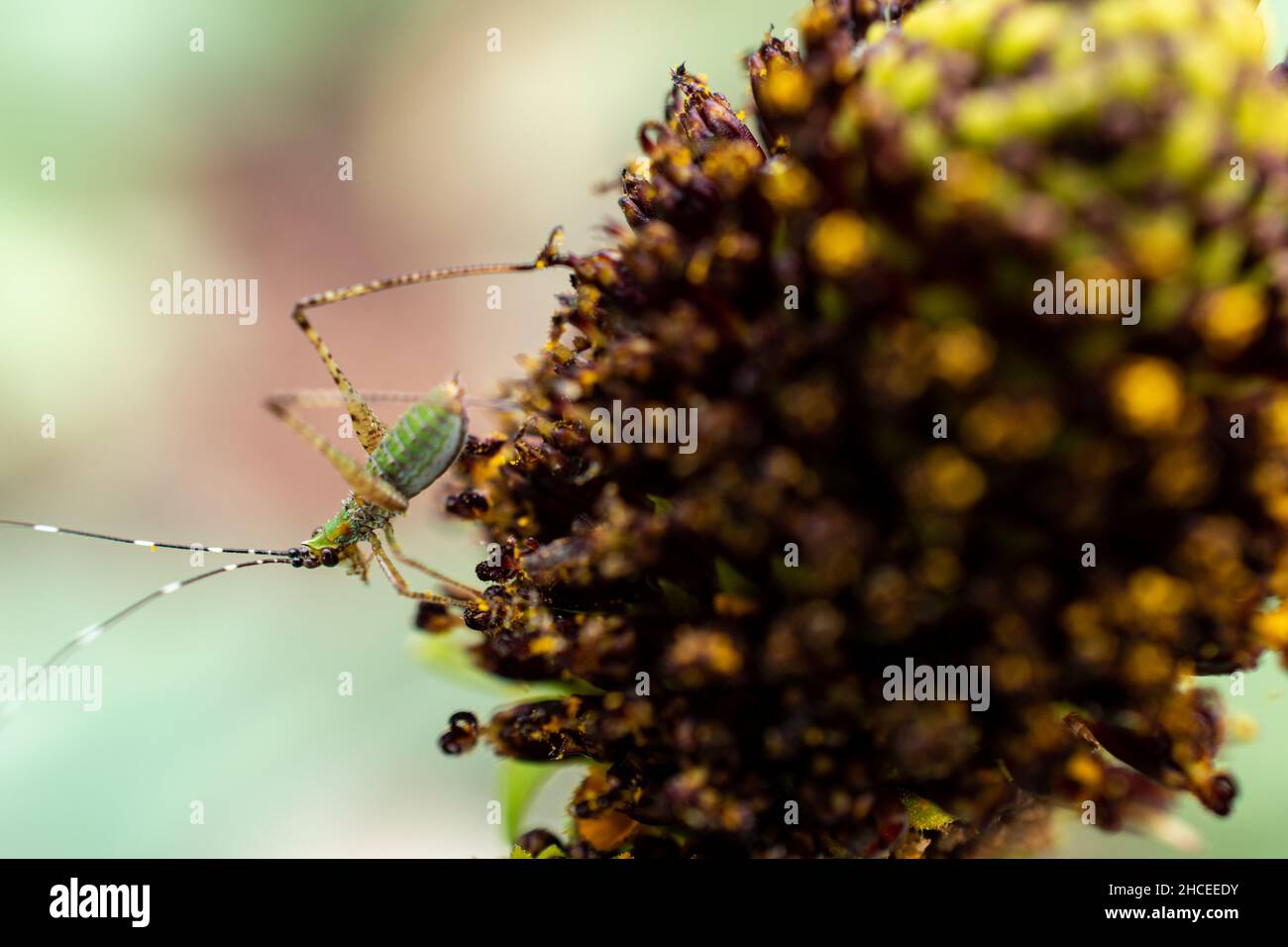 Bug insect grass seeds hi-res stock photography and images - Alamy