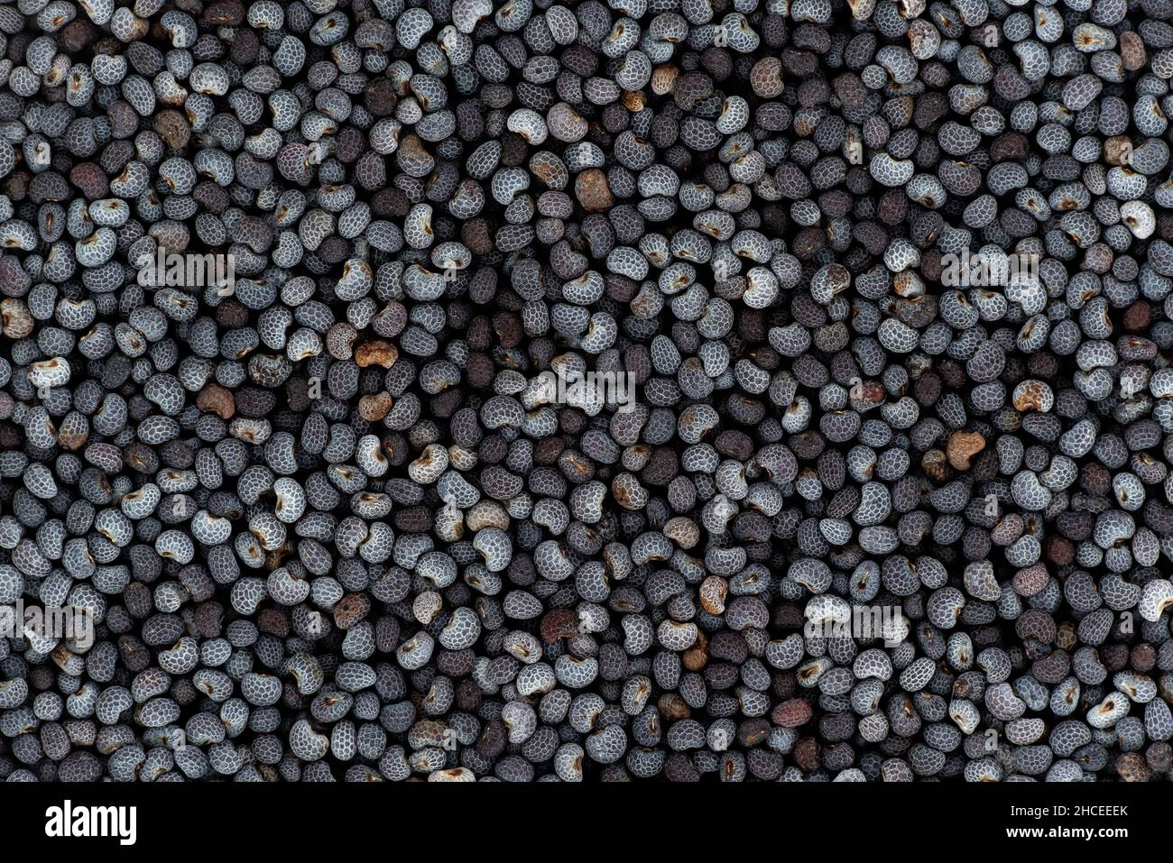 Black or blue poppy seeds under microscope, image width 23mm Stock ...