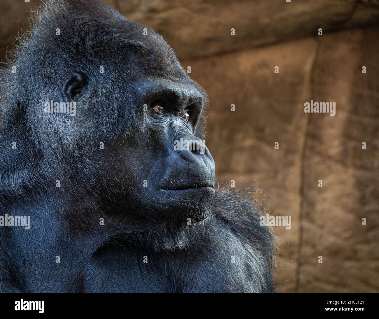 Dark gorilla hi-res stock photography and images - Alamy