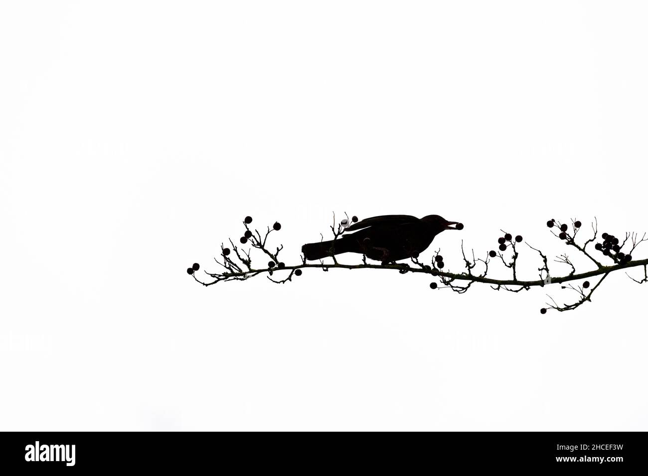 Human beak Cut Out Stock Images & Pictures - Alamy