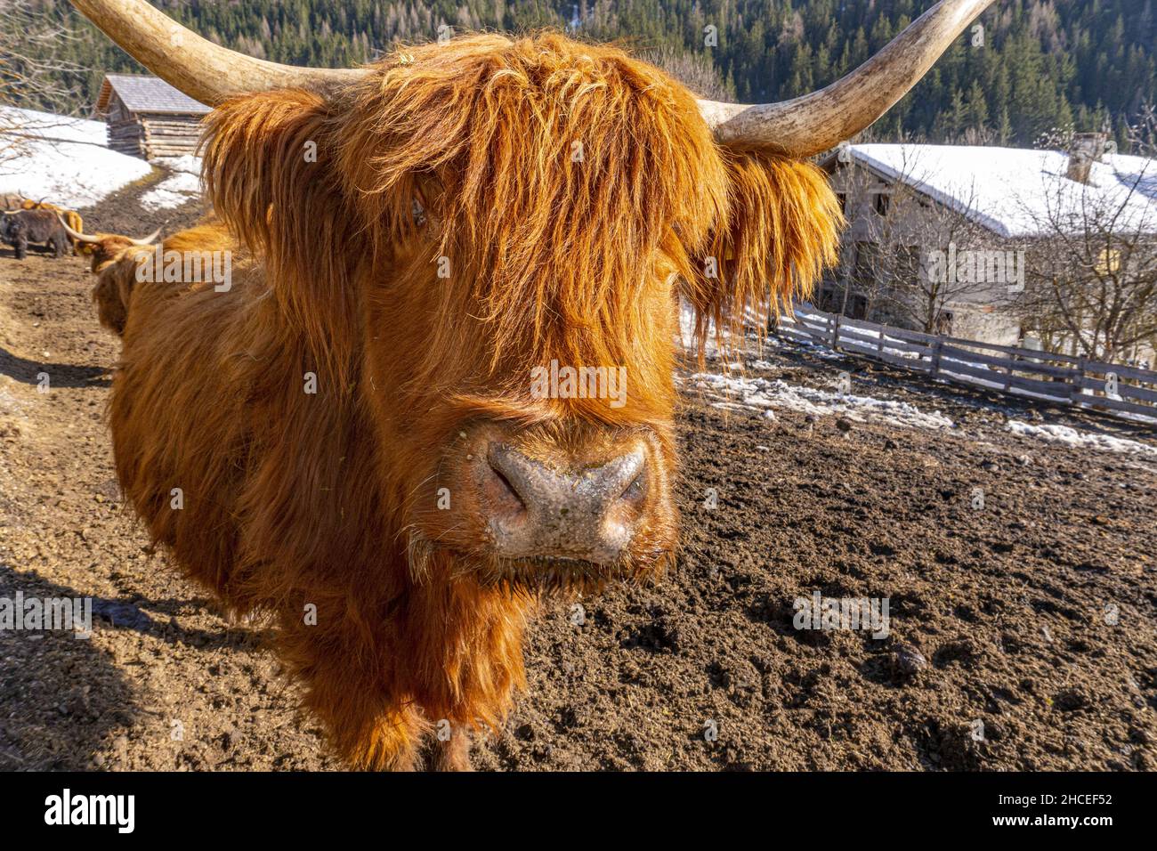 Highlander scotland hairy cow yak detail close up Stock Photo - Alamy