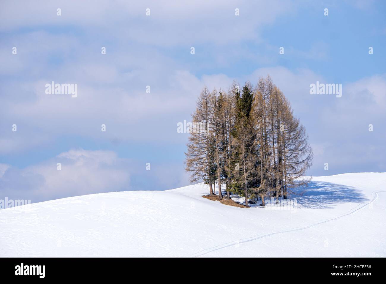 tree pines covered by snow in dolomites snow panorama poster panorama ...