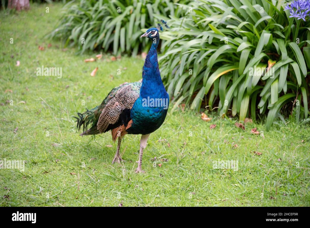 Peacock in breeding plumage hi-res stock photography and images - Alamy