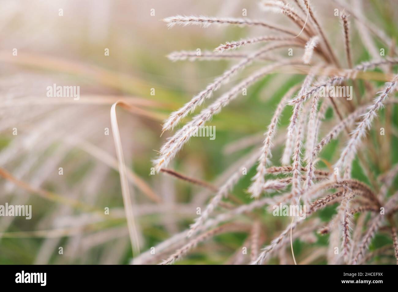 Natural background from soft fluffy plants Miscanthus sinensis Stock ...