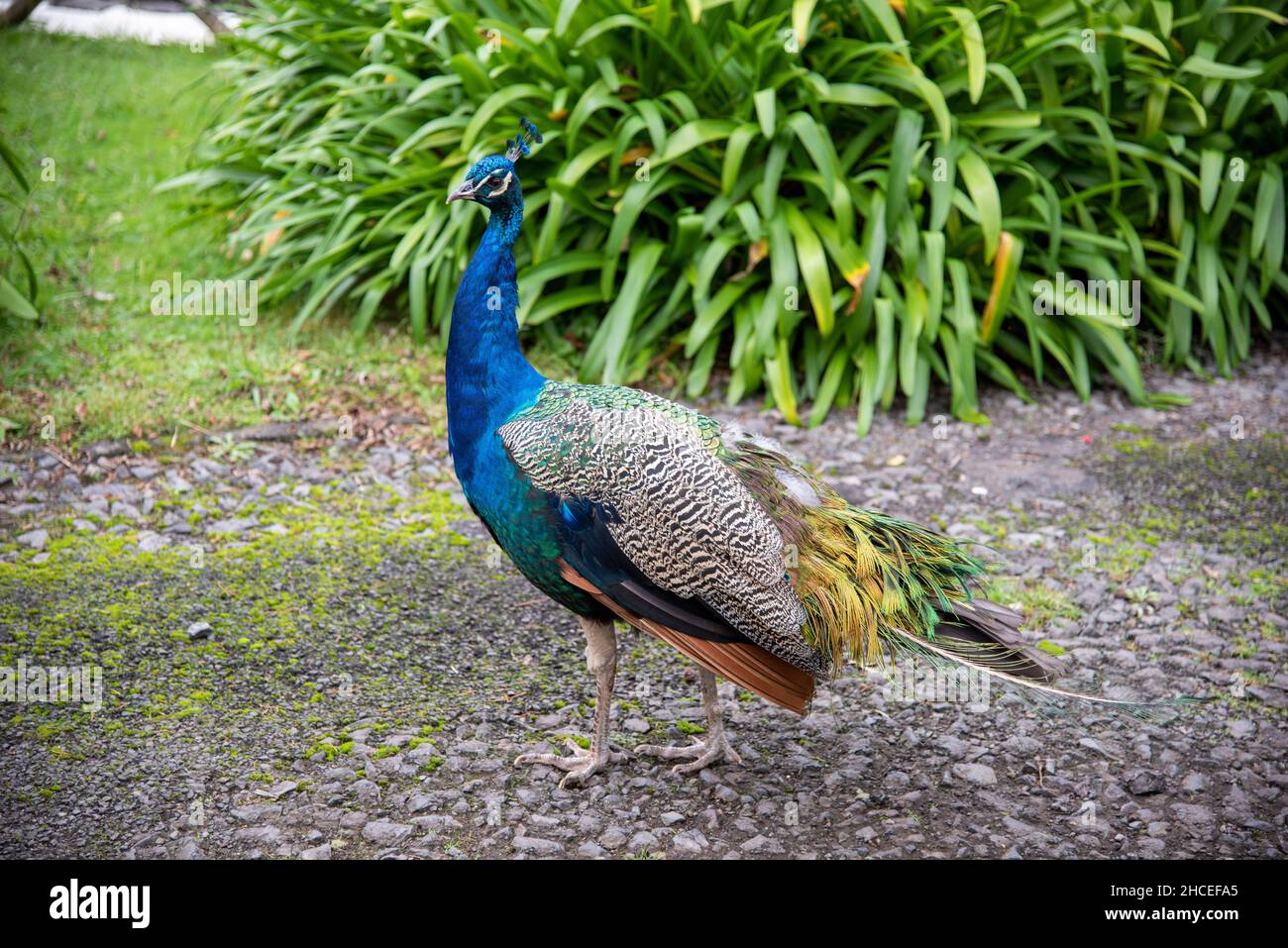 Close-up shot of colorful Peafowl with full plumage in the garden Stock ...