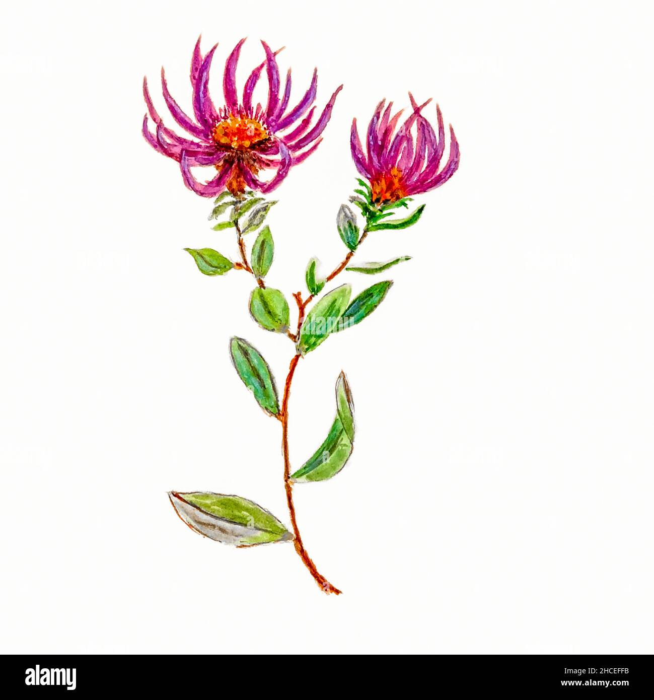 Shrubs of north america Cut Out Stock Images & Pictures - Alamy