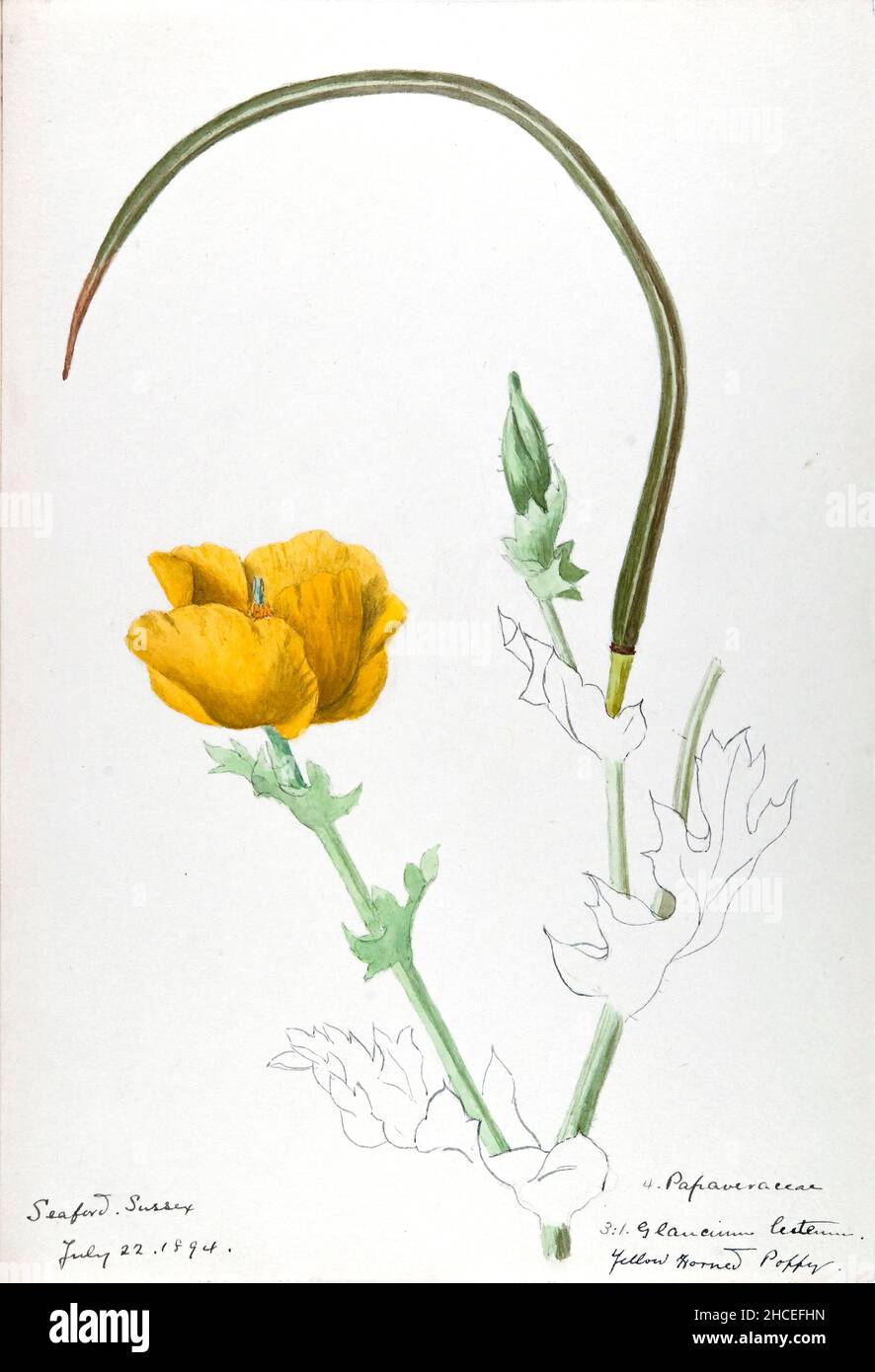 Sketchbook No. 17 - Water-color sketches of plants of made by the ...