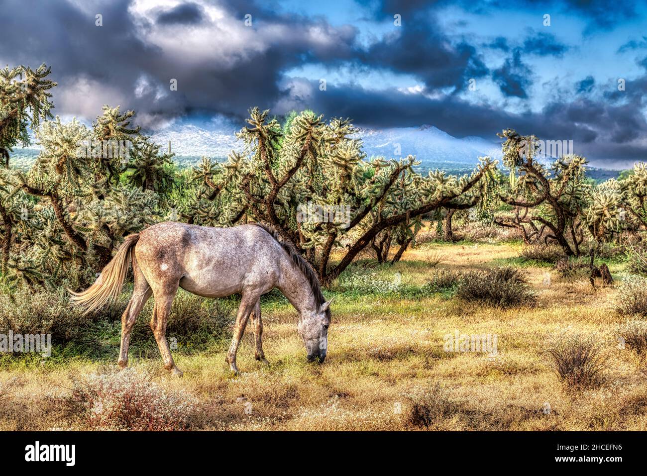 Salt River Wild Horses in Tonto National Forest near Phoenix, Arizona ...