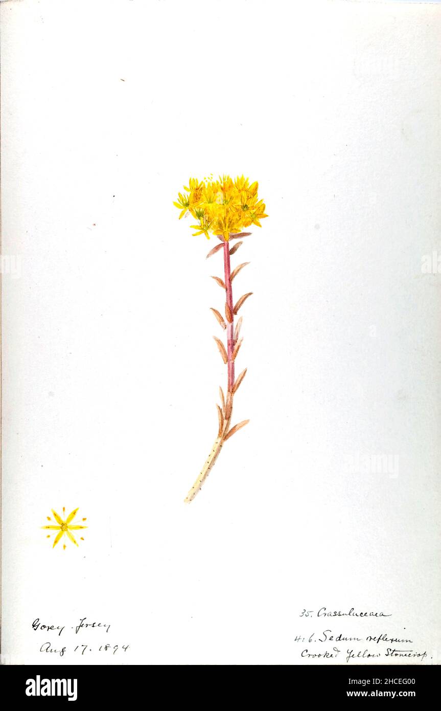 Sketchbook No. 17 - Water-color sketches of plants of made by the ...