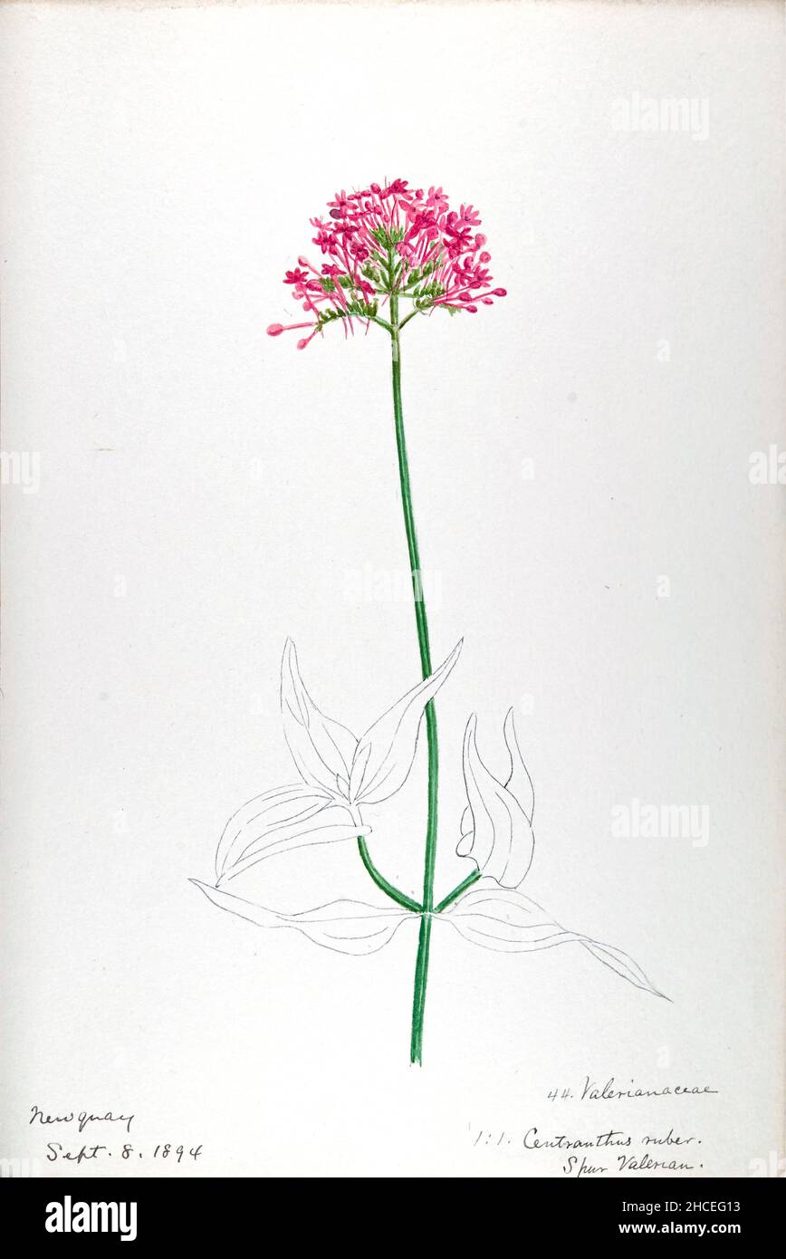 Sketchbook No. 17 - Water-color sketches of plants of made by the ...