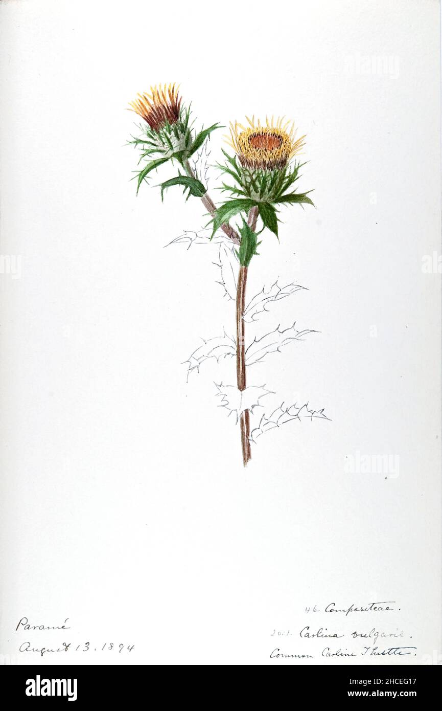 Sketchbook No. 17 - Water-color sketches of plants of made by the ...