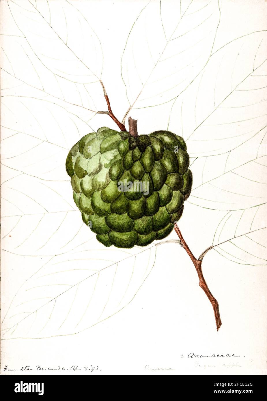 Annona (from Taino annon) is a genus of flowering plants in the pawpaw ...