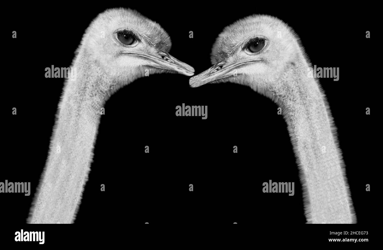 Angry ostrich Black and White Stock Photos & Images - Alamy