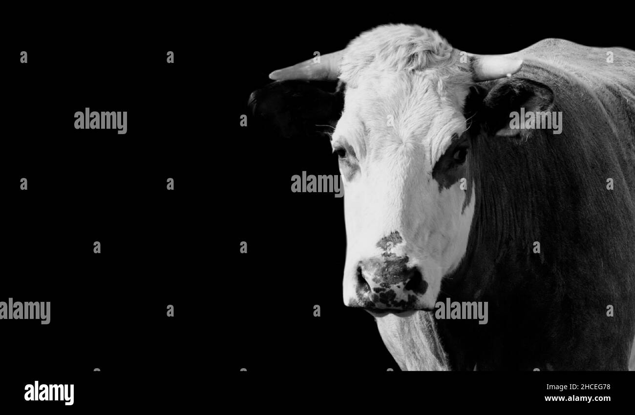 Strong Cow High Resolution Stock Photography and Images - Alamy