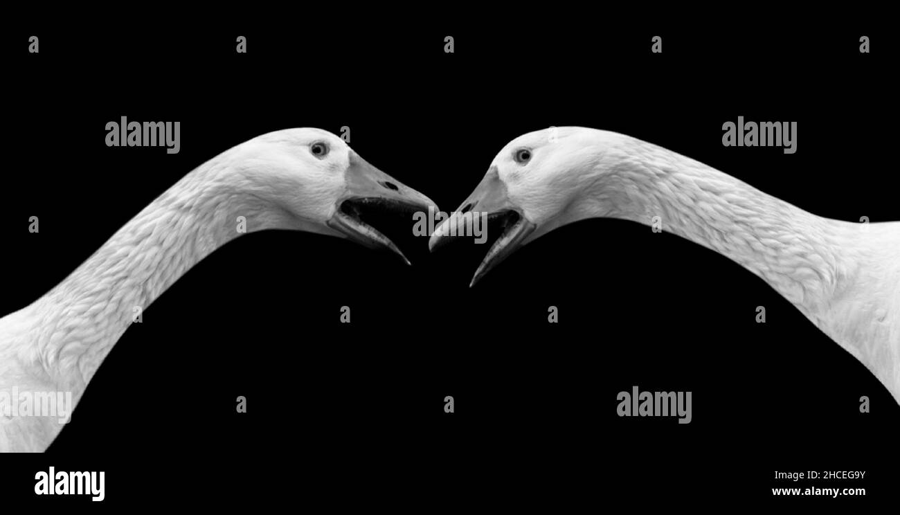 Two Cute Goose Closeup Face On The Black Background Stock Photo - Alamy