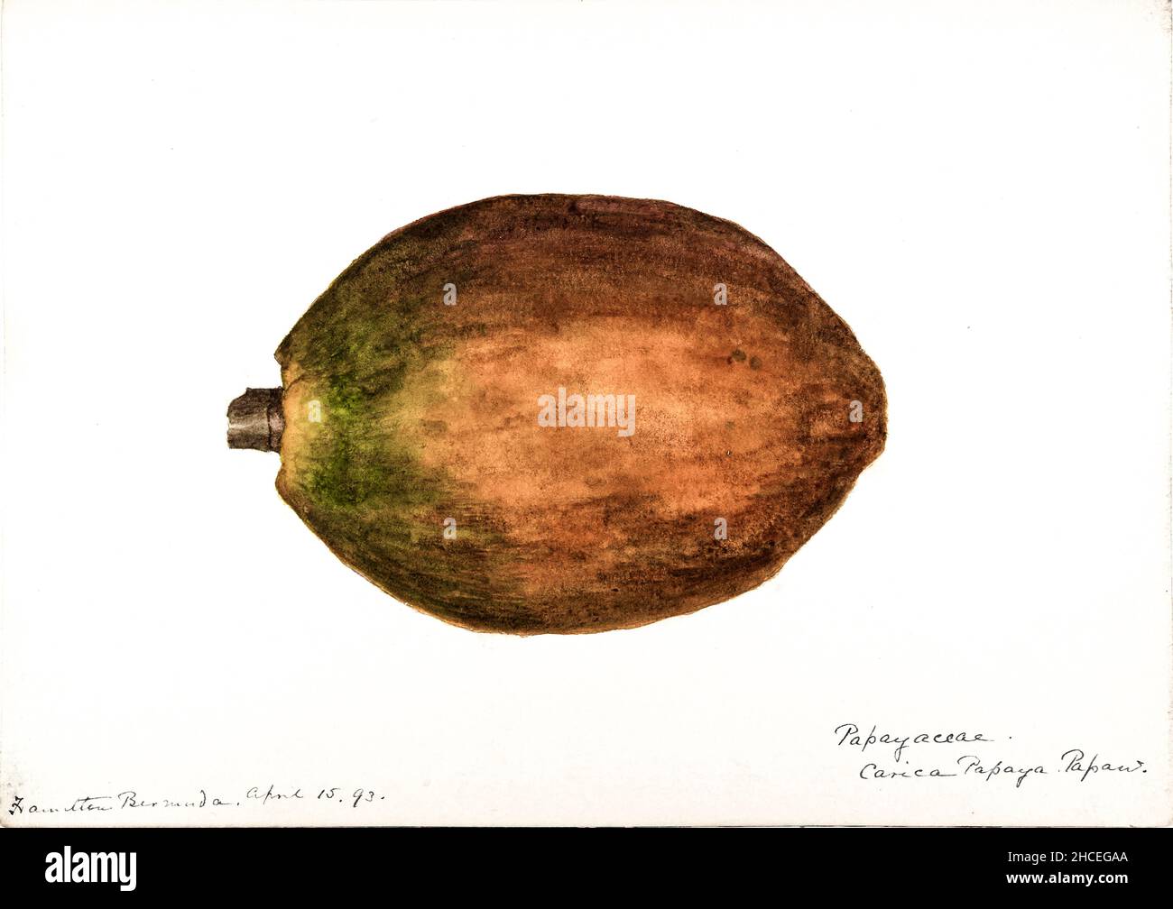 The papaya (papaw, or pawpaw is the plant Carica papaya, one of the 22 ...