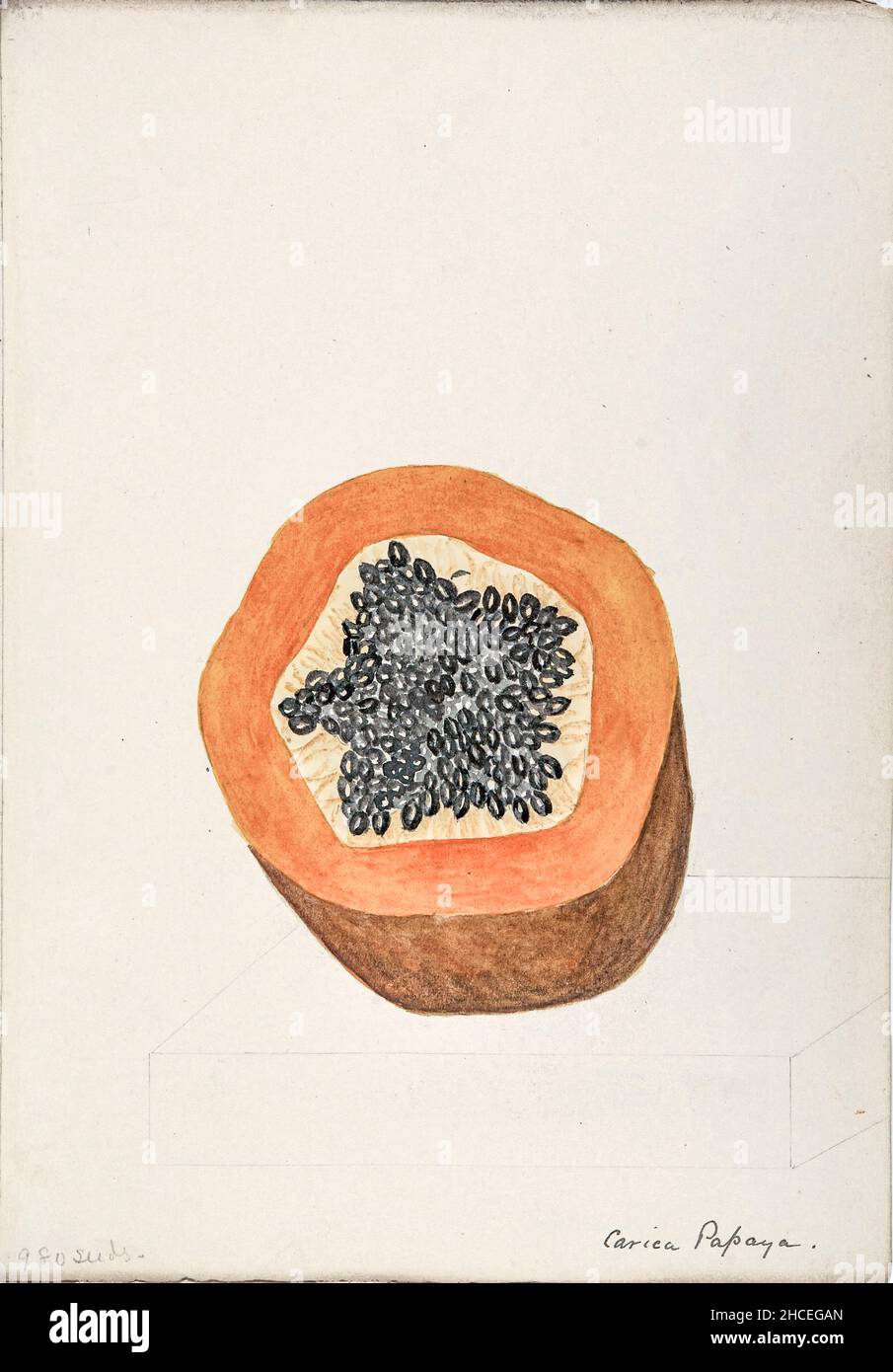 The papaya (papaw, or pawpaw is the plant Carica papaya, one of the 22 ...
