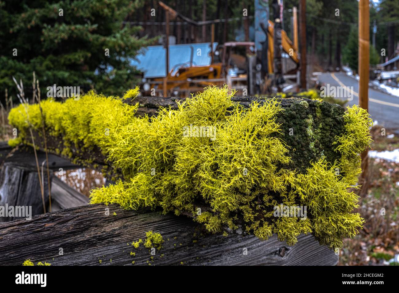 Wolf lichen hi-res stock photography and images - Alamy
