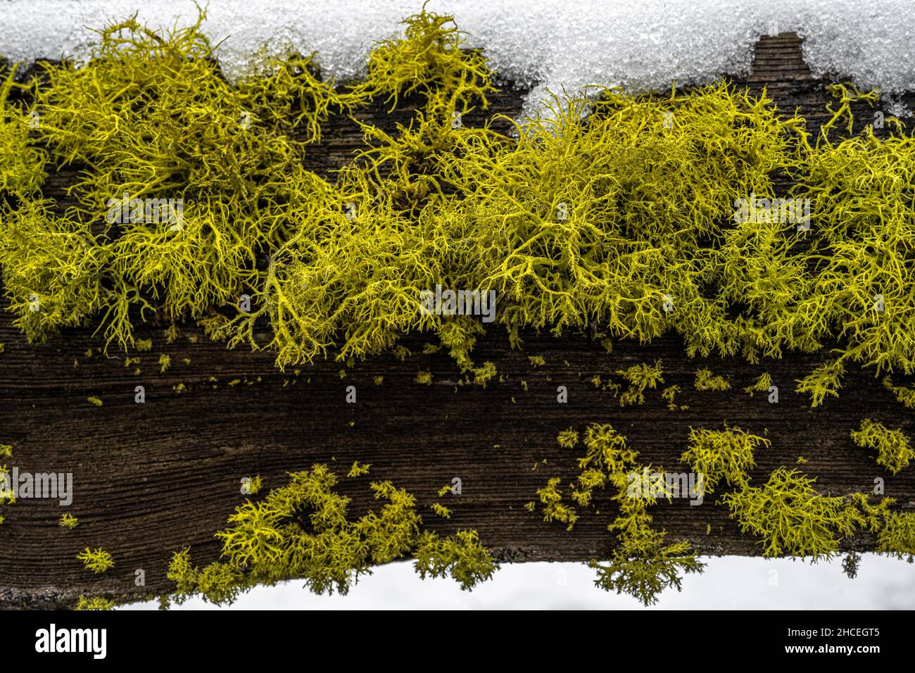 Wolf Lichen (Letharia vulpina) Growing on Fence Stock Photo - Alamy