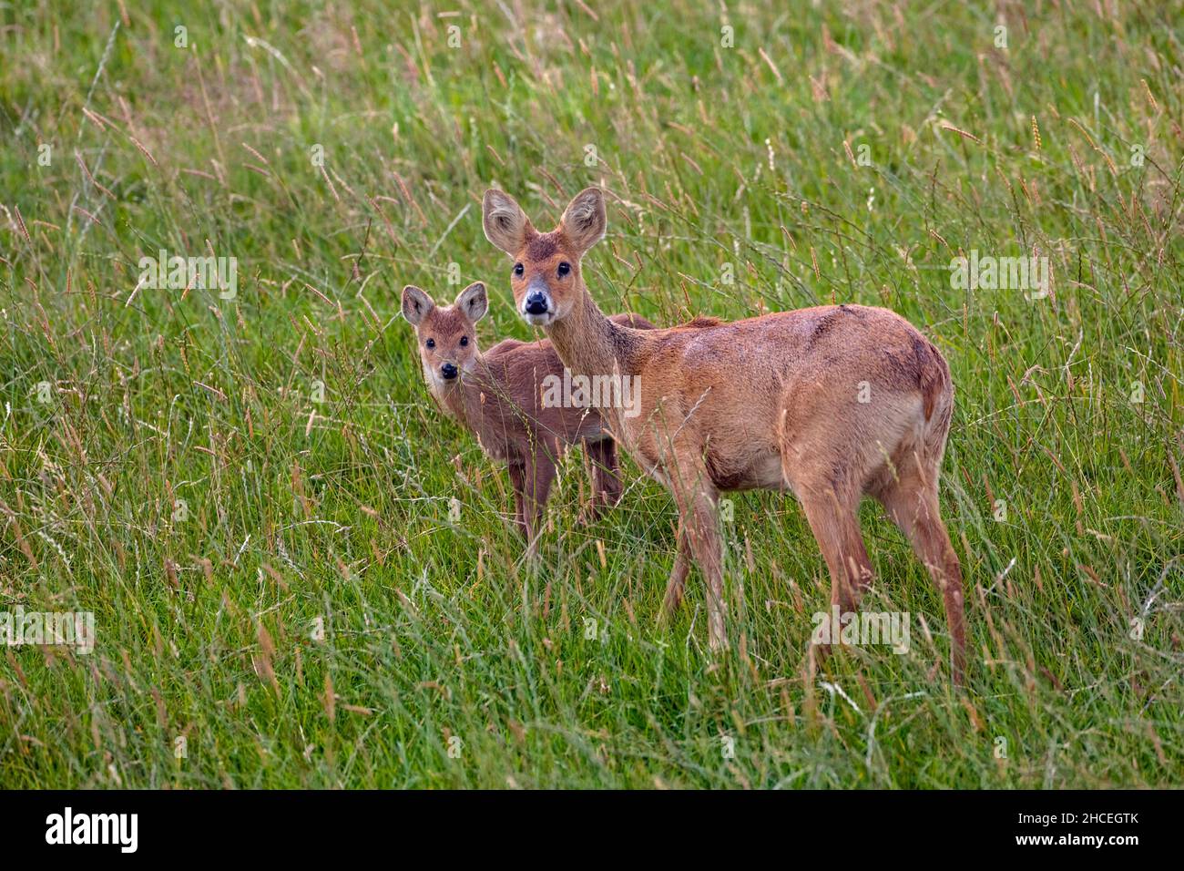 Chinese Water Deer Hydropotes inermis female and fawn in grazing meadow ...