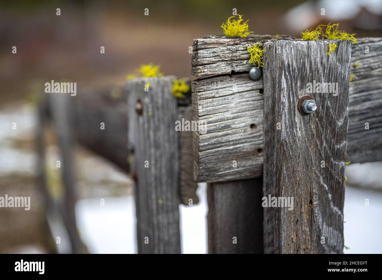 Wolf Lichen (Letharia vulpina) Growing on Fence Stock Photo - Alamy