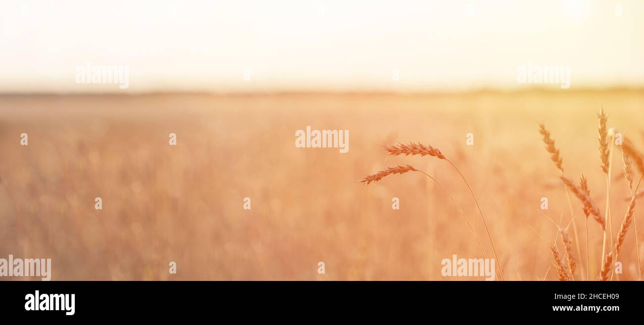 Ears of wheat or rye growing in the field at sunset. field of rye ...