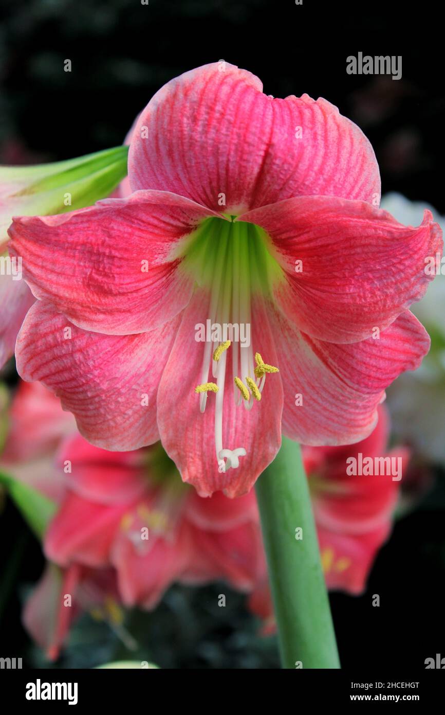 Beautiful huge bright pink flower growing in the quiet meadow Stock ...