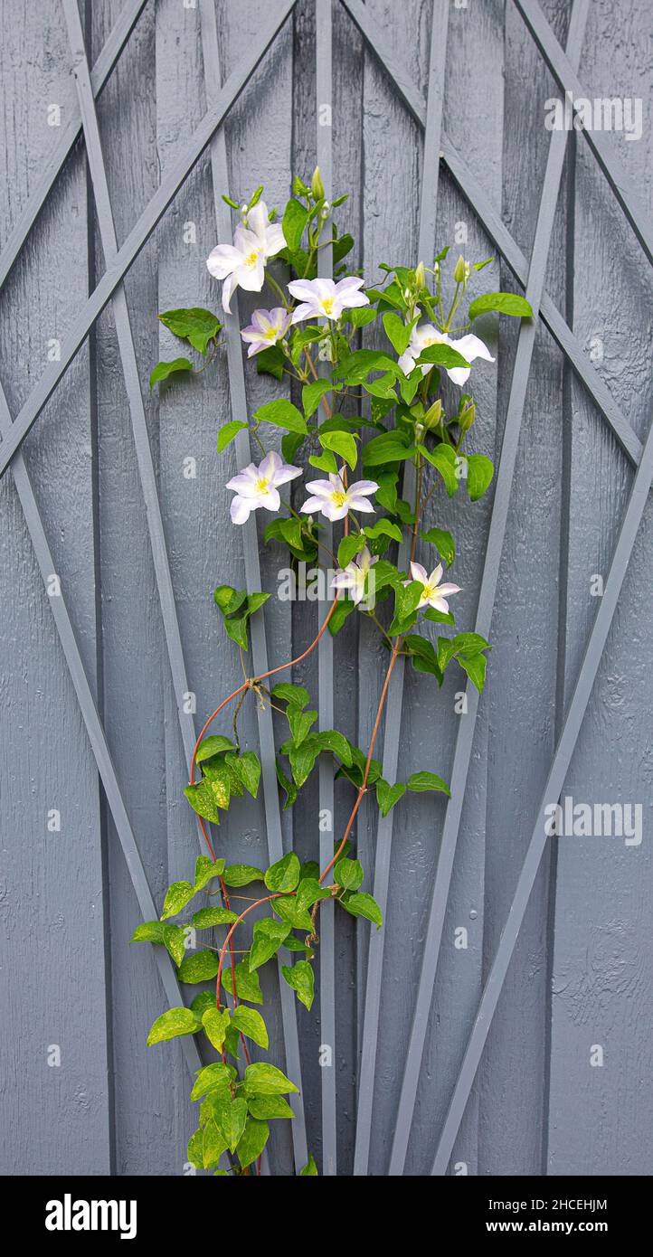 Clematis climbing wall flower hi-res stock photography and images - Alamy