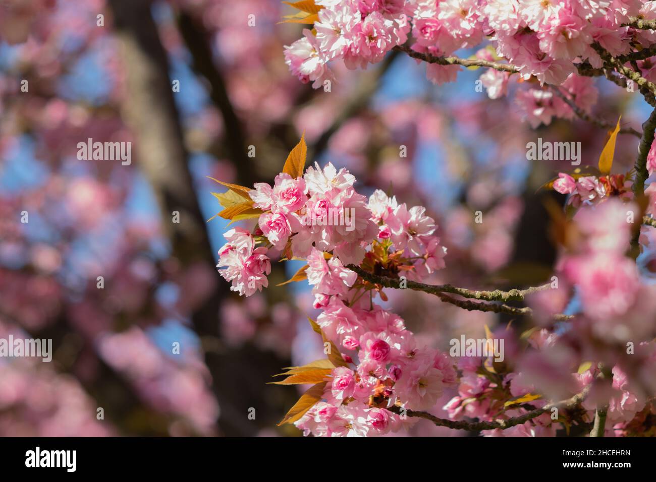 Natural view cherry blossoms hi-res stock photography and images - Alamy