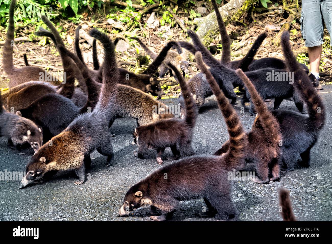 Coatis (coatimundis) feeding by the roadside, La Fortuna, Costa Rica ...