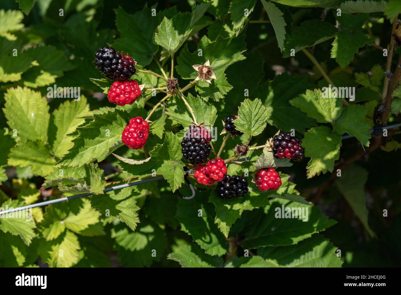 Closeup of ripe and unripe raspberries in a garden Stock Photo - Alamy