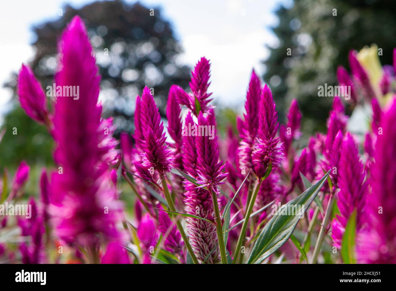 Closeup of Celosia argentea, known as the plumed cockscomb or silver ...