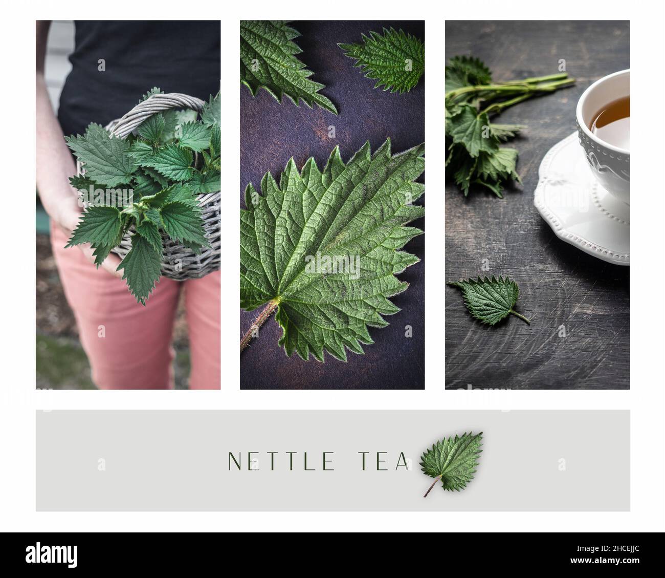 Tea made from fresh nettle leaves. Collage of three images. Mood board ...