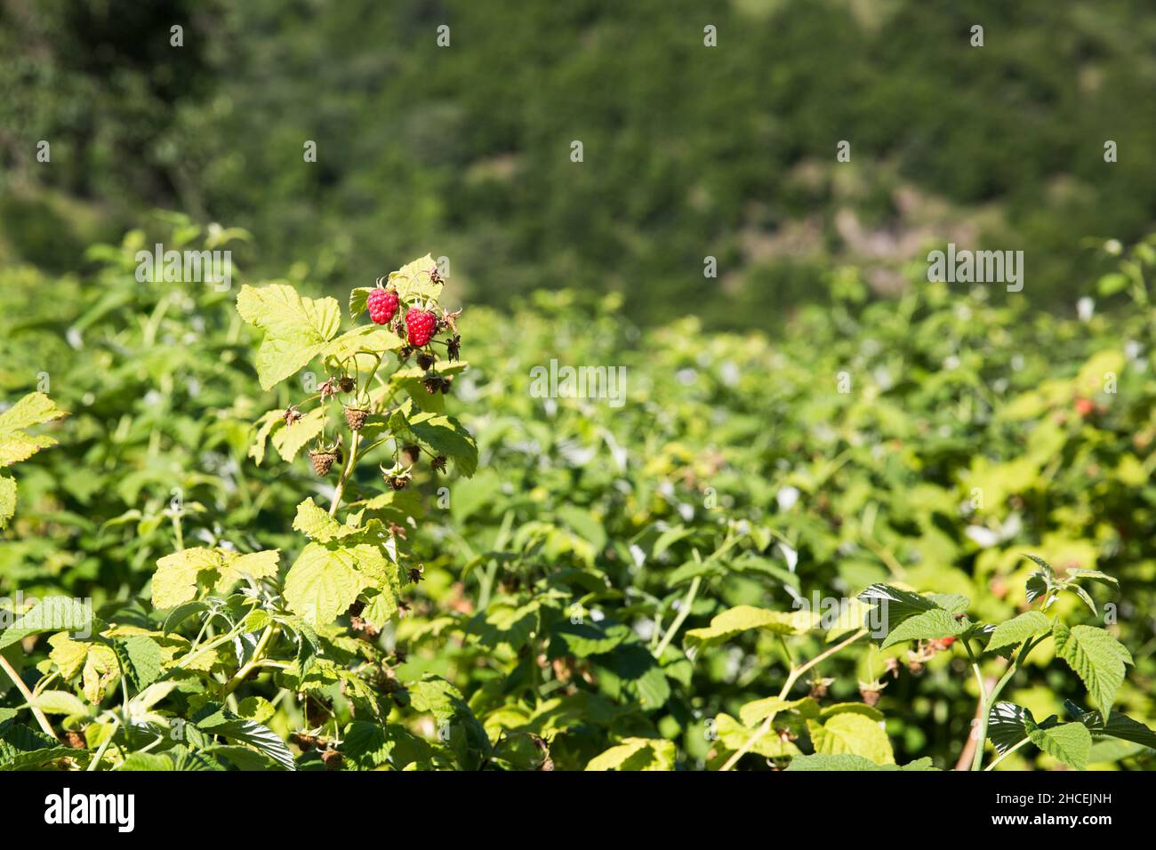 Raspberry plant / raspberry bush Stock Photo - Alamy