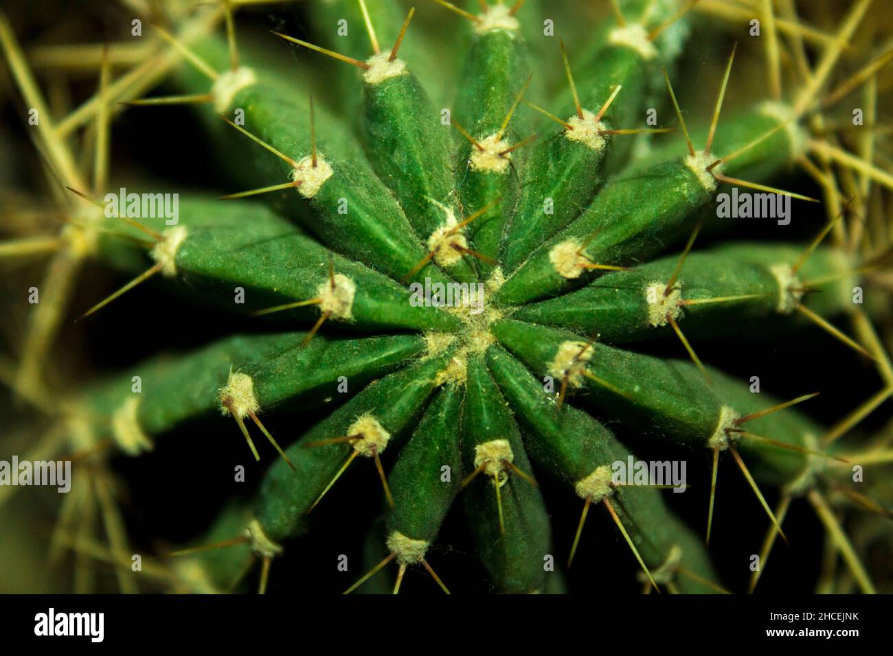 Top view shot of cactus spines Stock Photo - Alamy